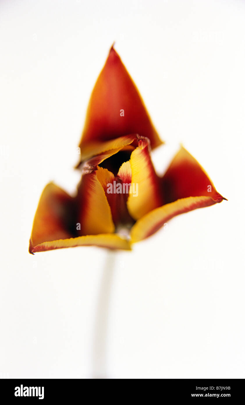 Triangular pointed petals hi-res stock photography and images - Alamy