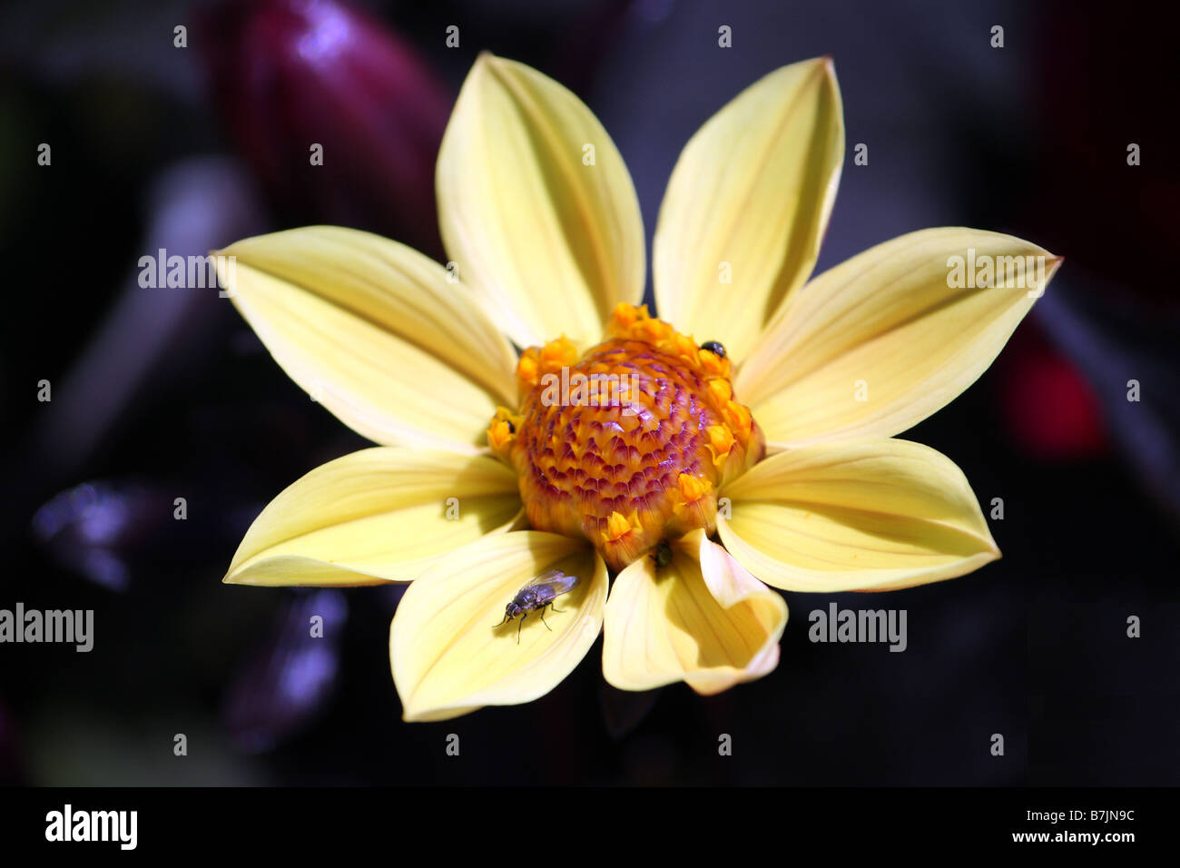 Jinx fly hi-res stock photography and images - Alamy