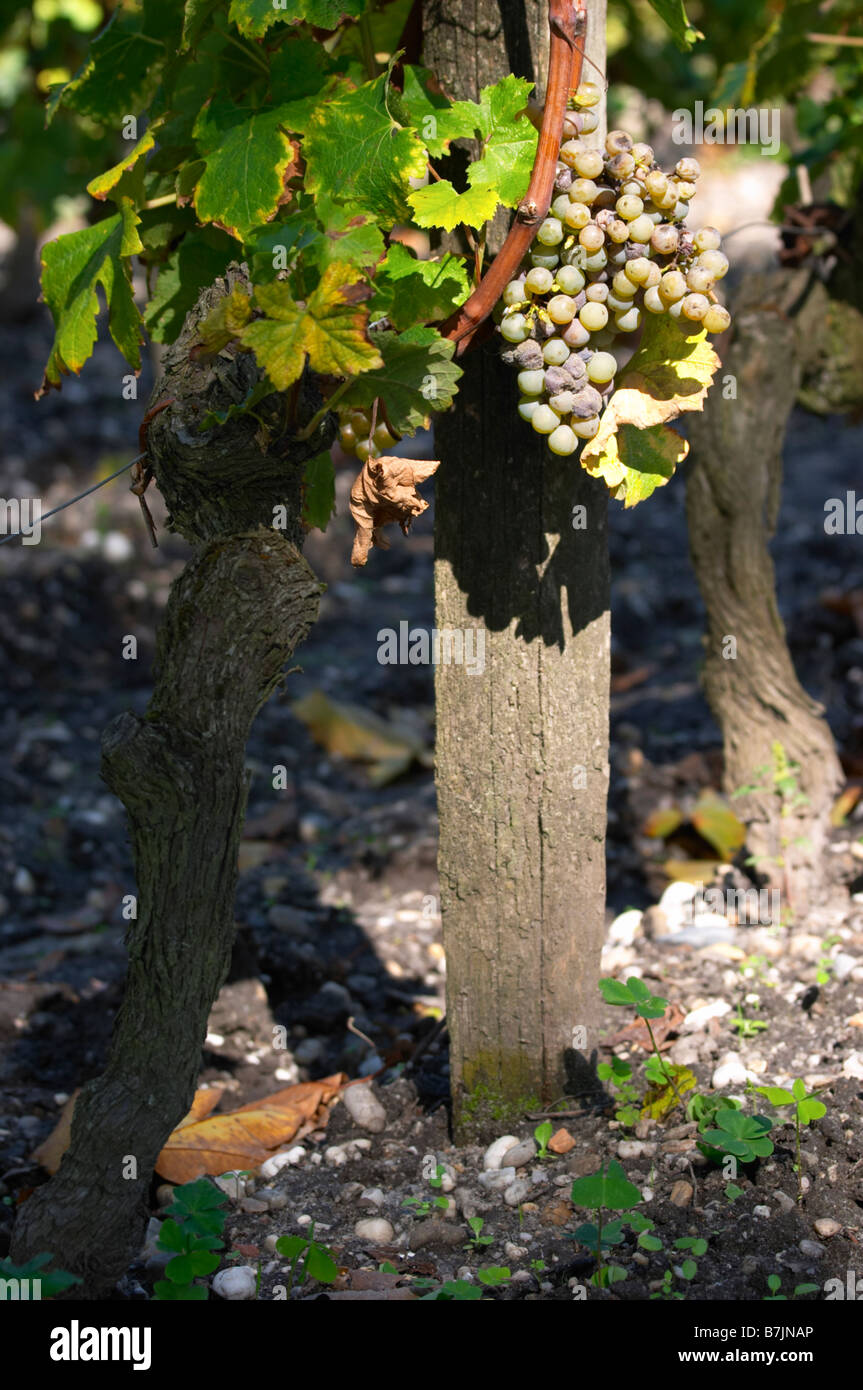 semillon vineyard chateau guiraud sauternes bordeaux france Stock Photo ...