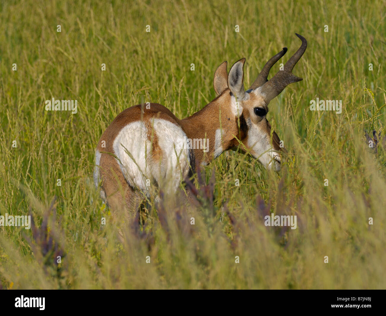 Pronghorn antelope grazing on good summer grasses of the high plains ...