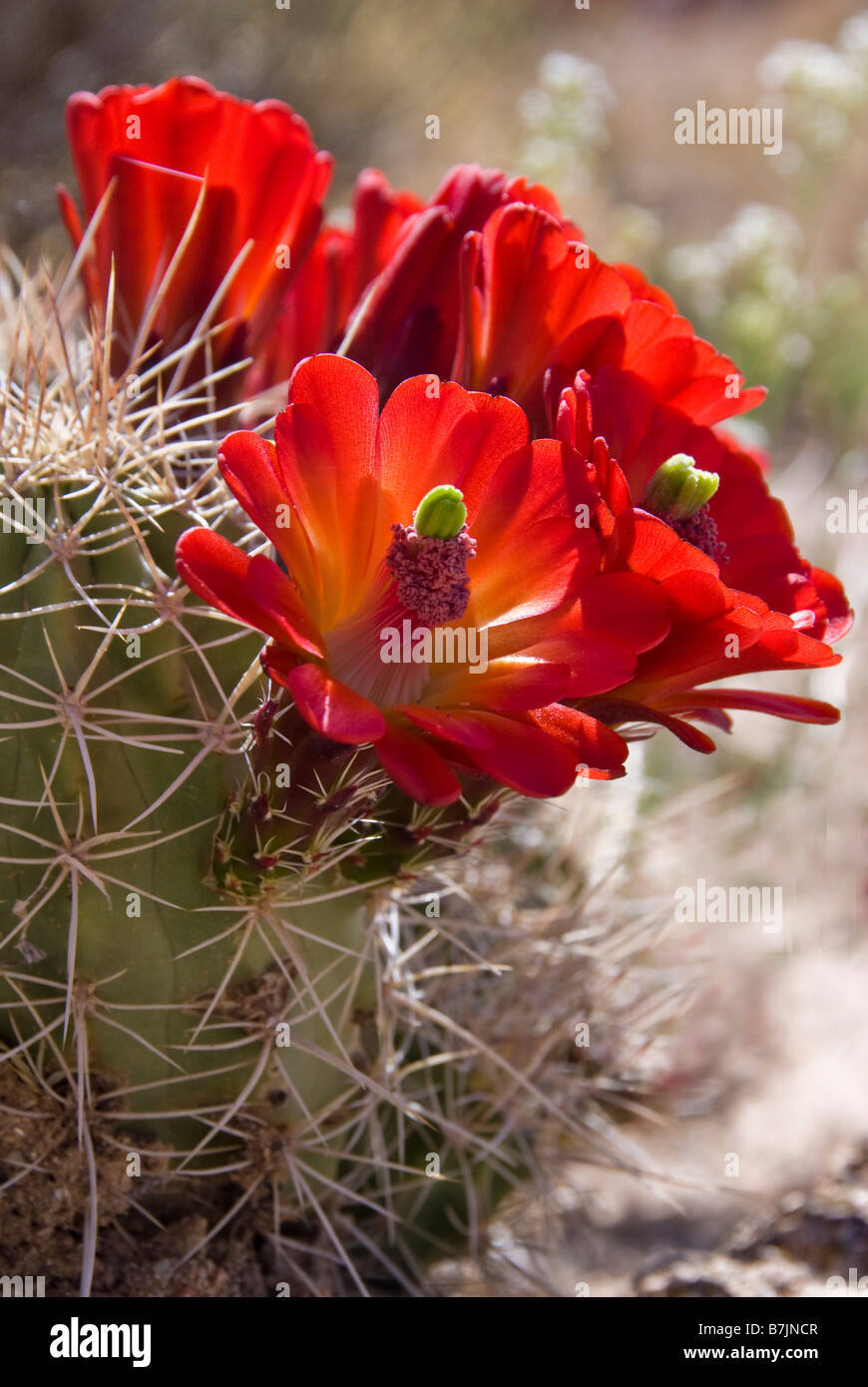 Claret Cup hedgehog cactus in bloom along the Notom Bullfrog Road ...
