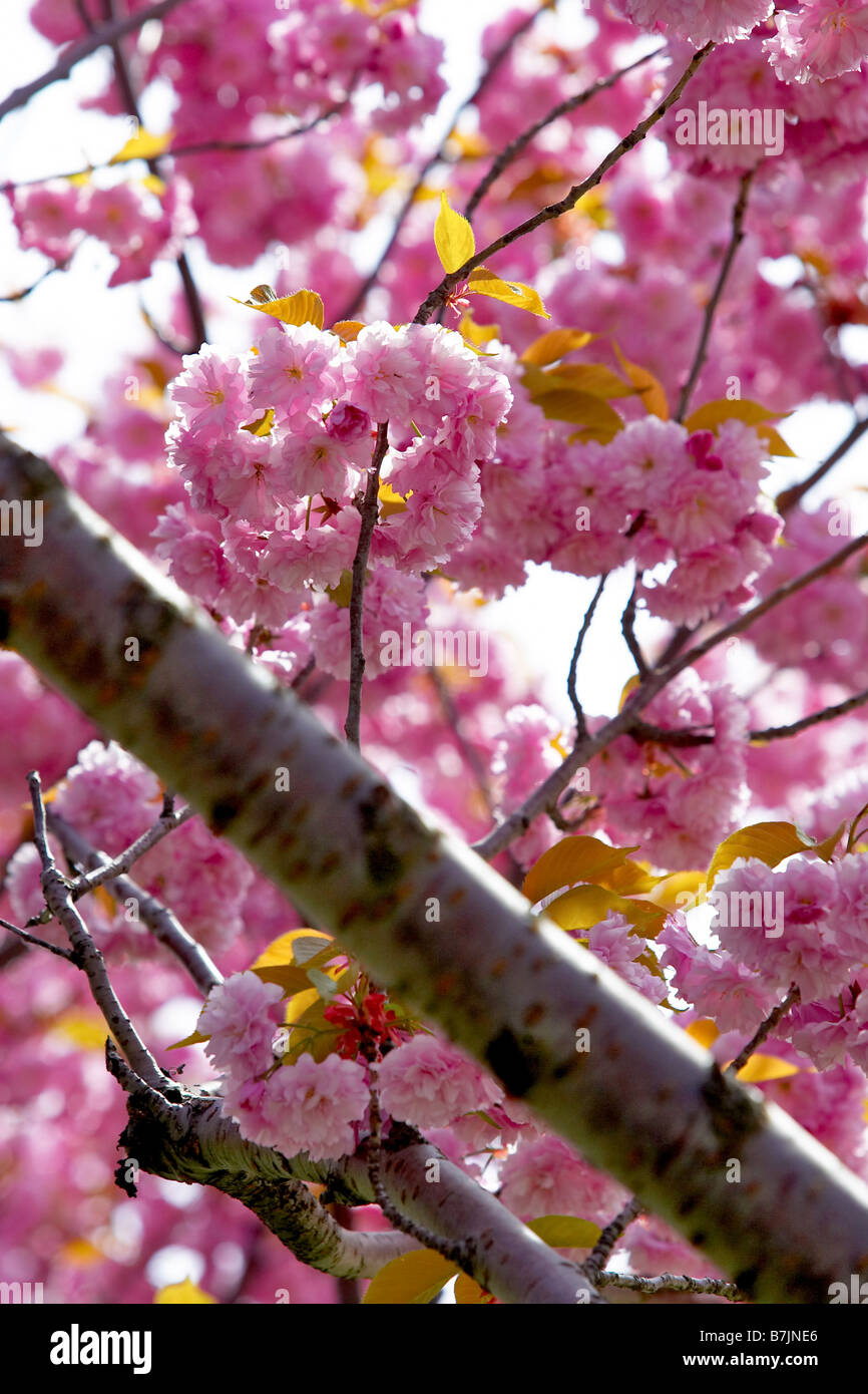 Blossomed cherry tree hi-res stock photography and images - Alamy