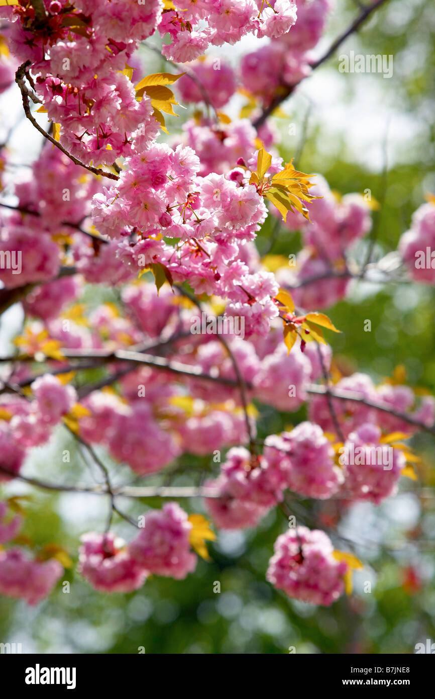 Blossomed cherry tree hi-res stock photography and images - Alamy