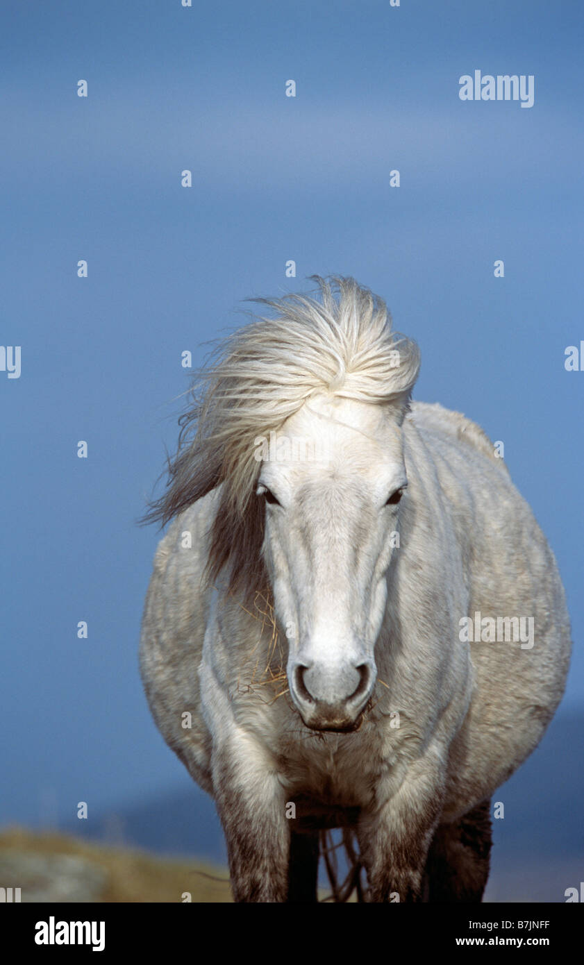 Eriskay pony on Eriskay Island, Outer Hebrides, Scotland Stock Photo ...