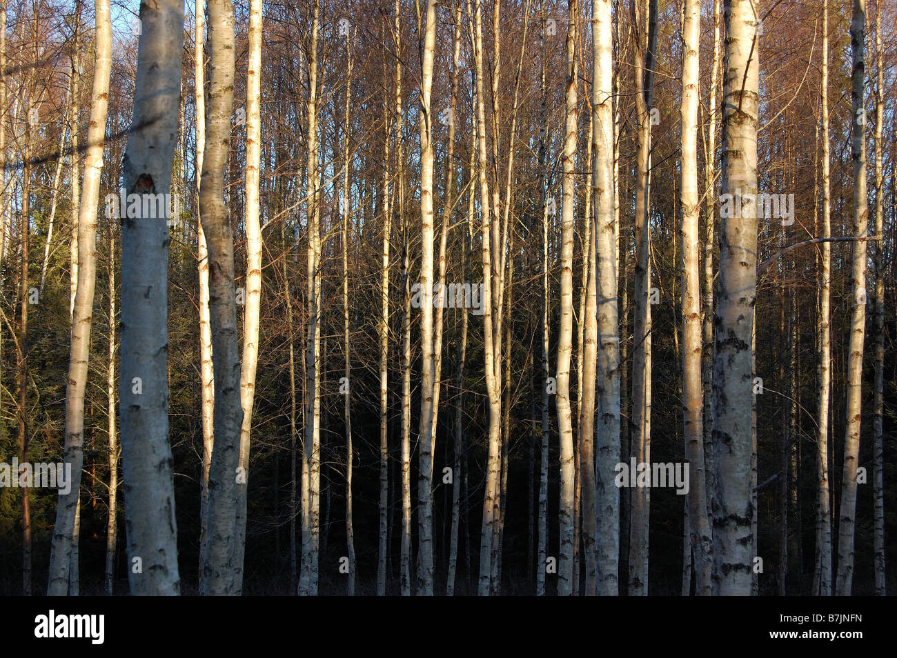 silver birch forest in sweden winter Stock Photo - Alamy