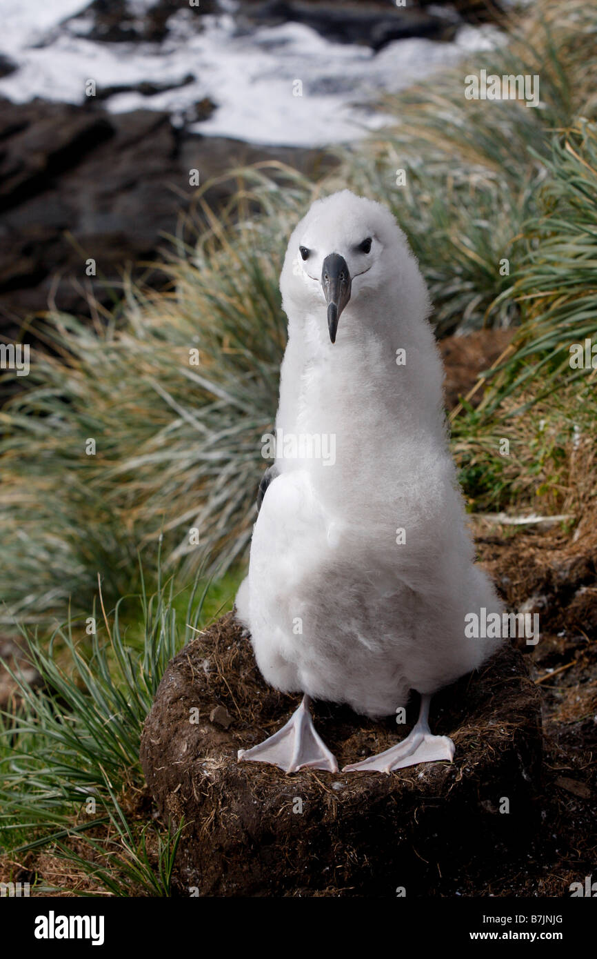 Baby albatross hi-res stock photography and images - Alamy