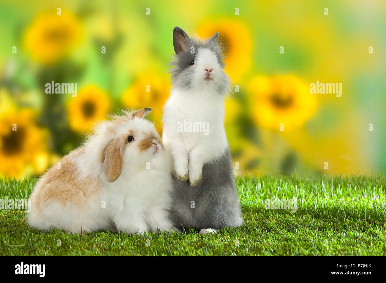 two dwarf rabbits on meadow Stock Photo - Alamy