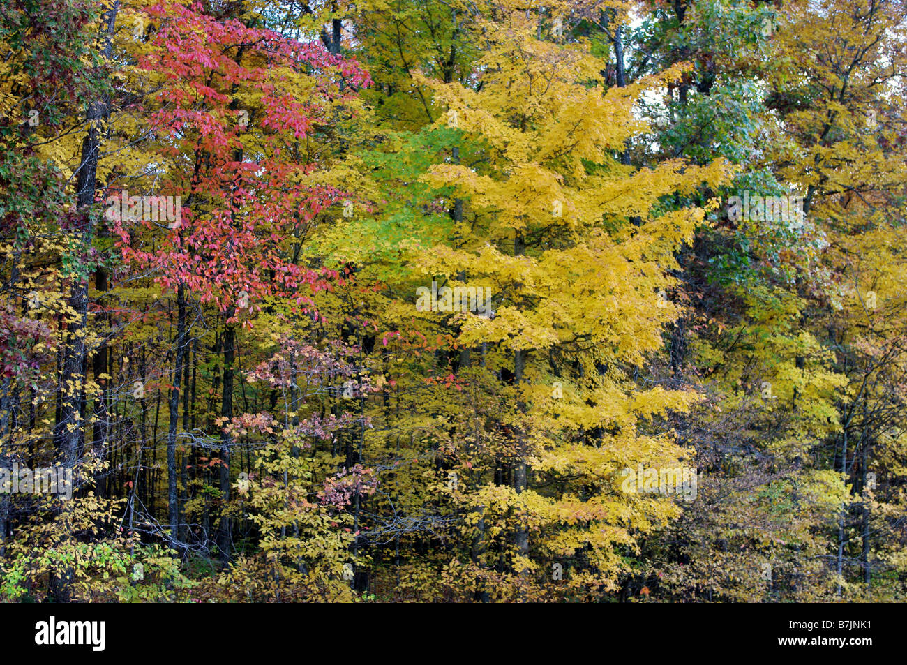 Fall tree trees hi-res stock photography and images - Alamy