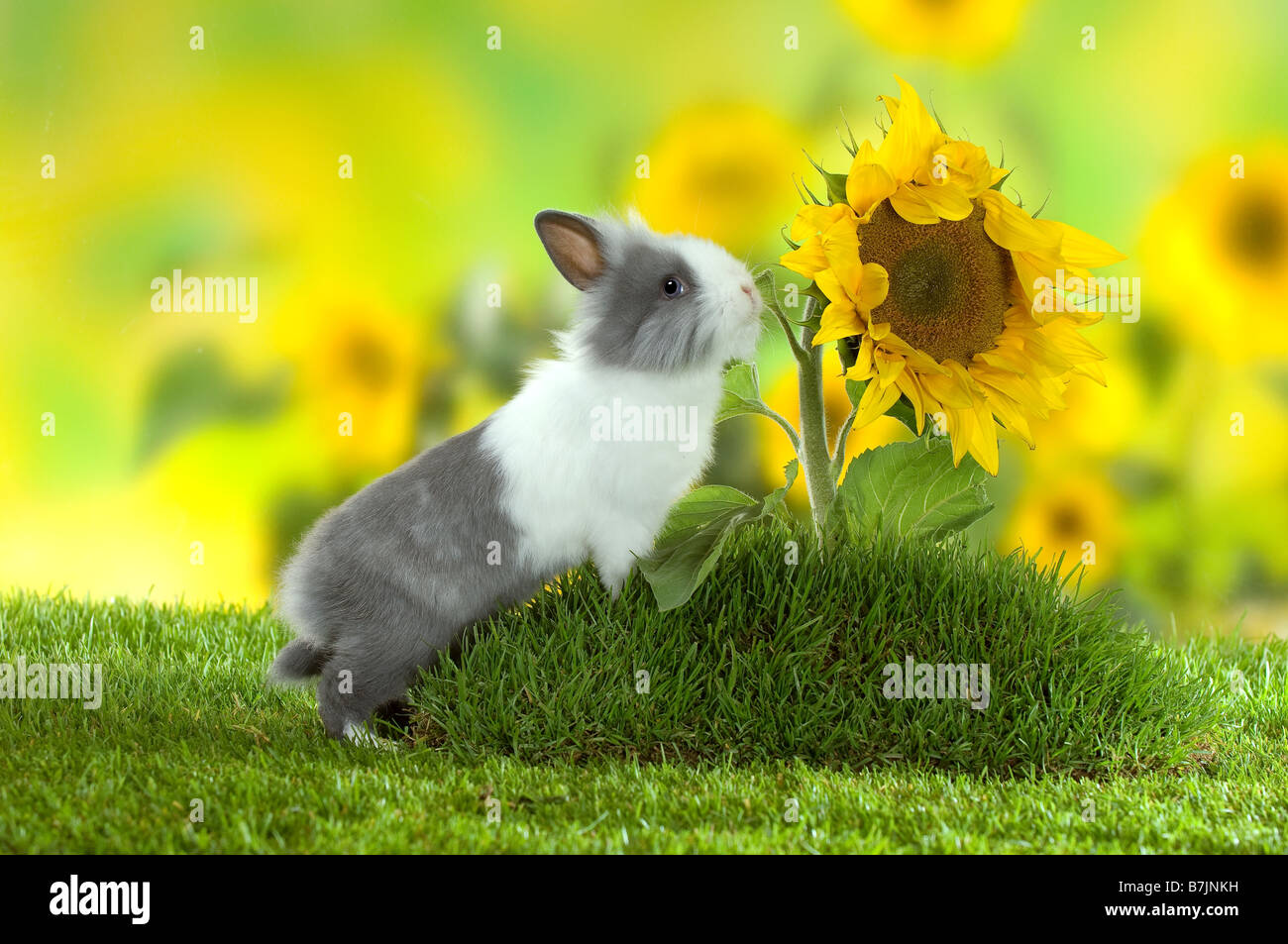 lion-headed dwarf rabbit at sunflower Stock Photo - Alamy