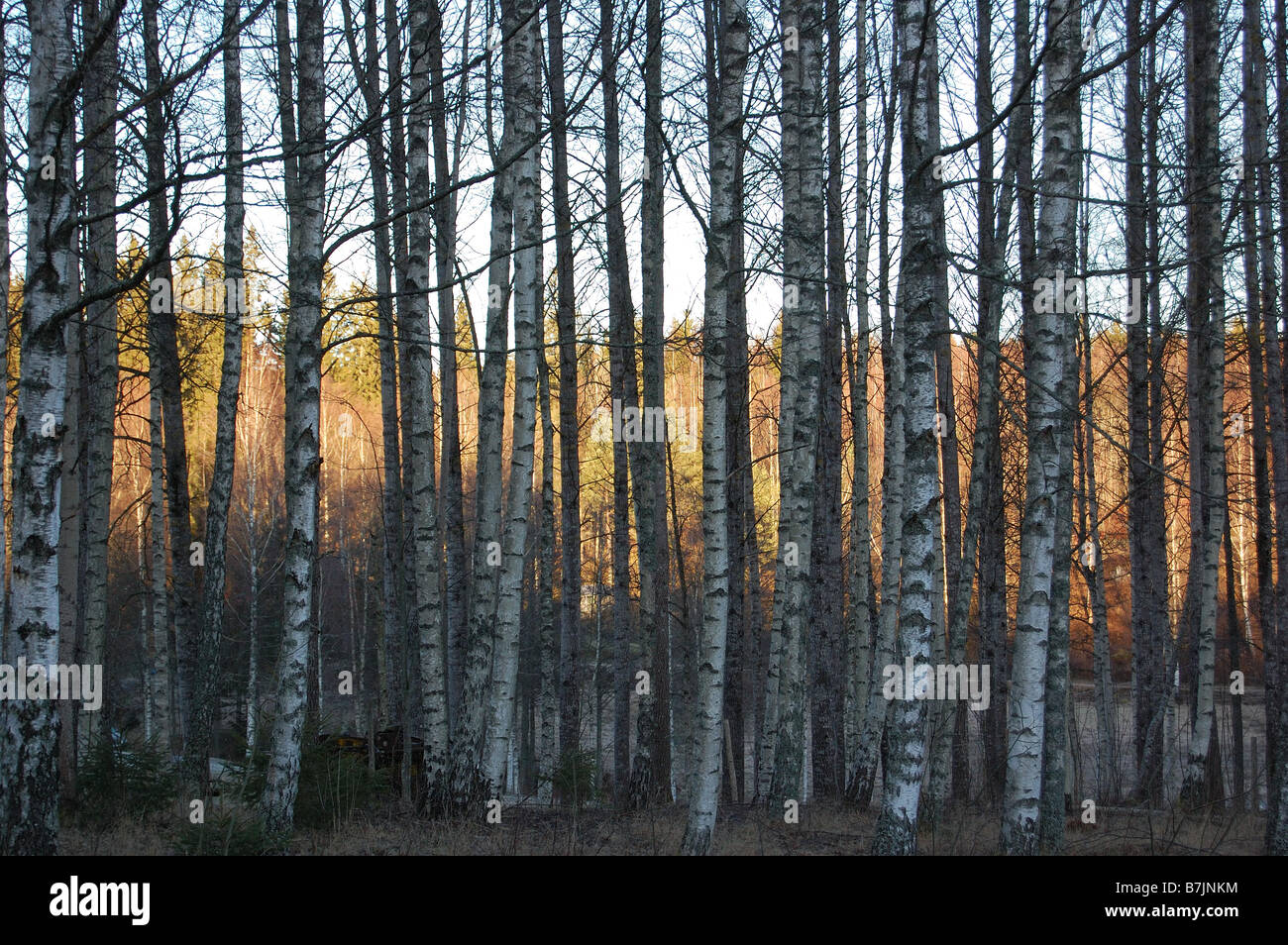 silver birch forest in sweden winter Stock Photo - Alamy