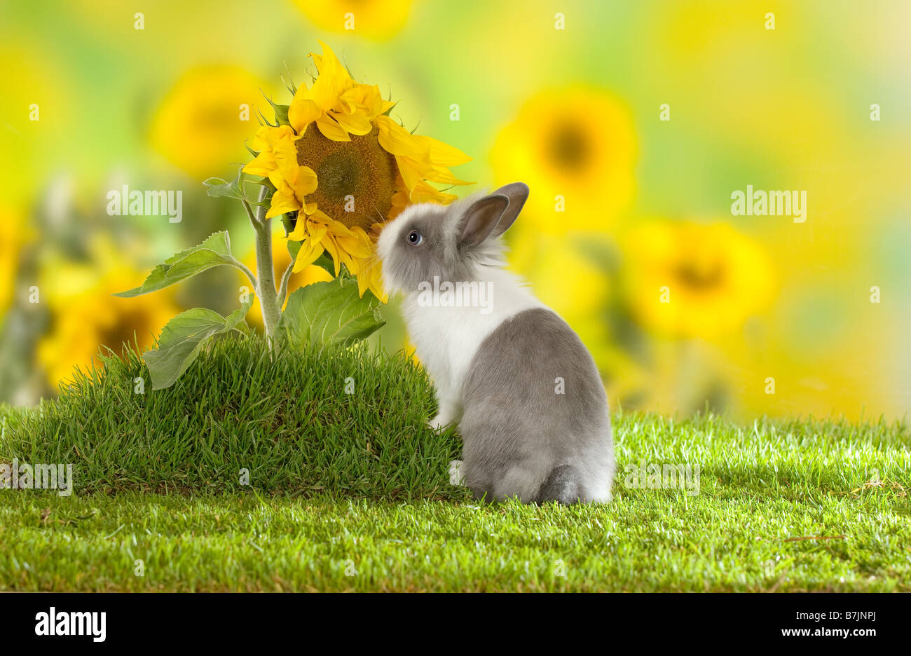 lion-headed dwarf rabbit at sunflower Stock Photo - Alamy