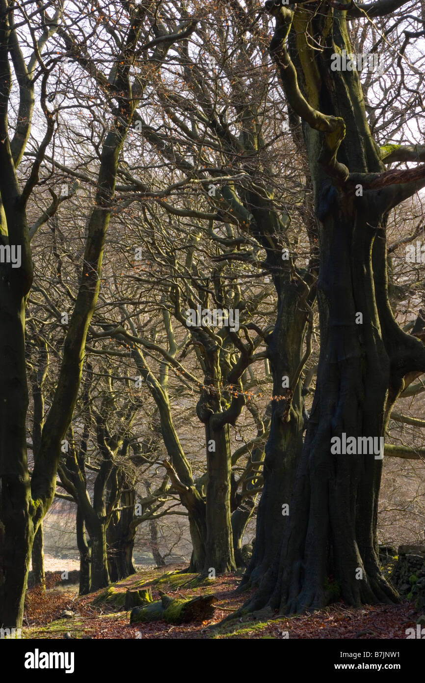 Mature Beech Trees in winter growing alongside The Street in the Goyt ...