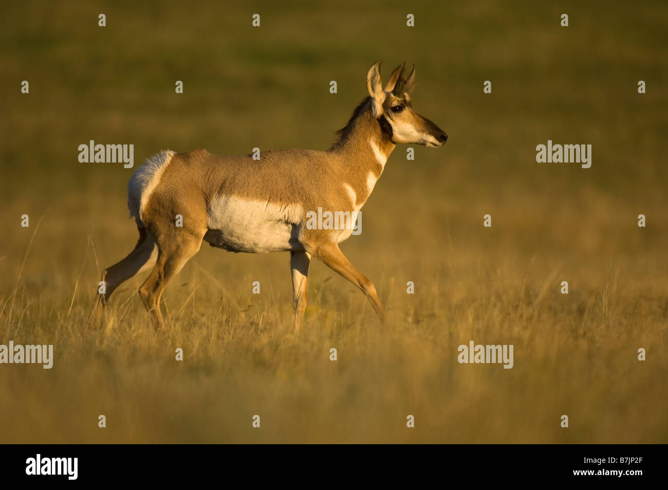 A pronghorn antelope in the late afternoon sun of Fall on the high ...