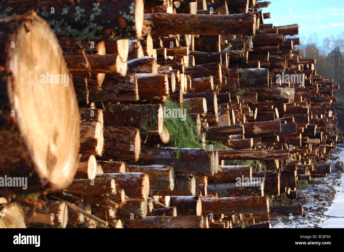 timber piles in sweden Stock Photo - Alamy