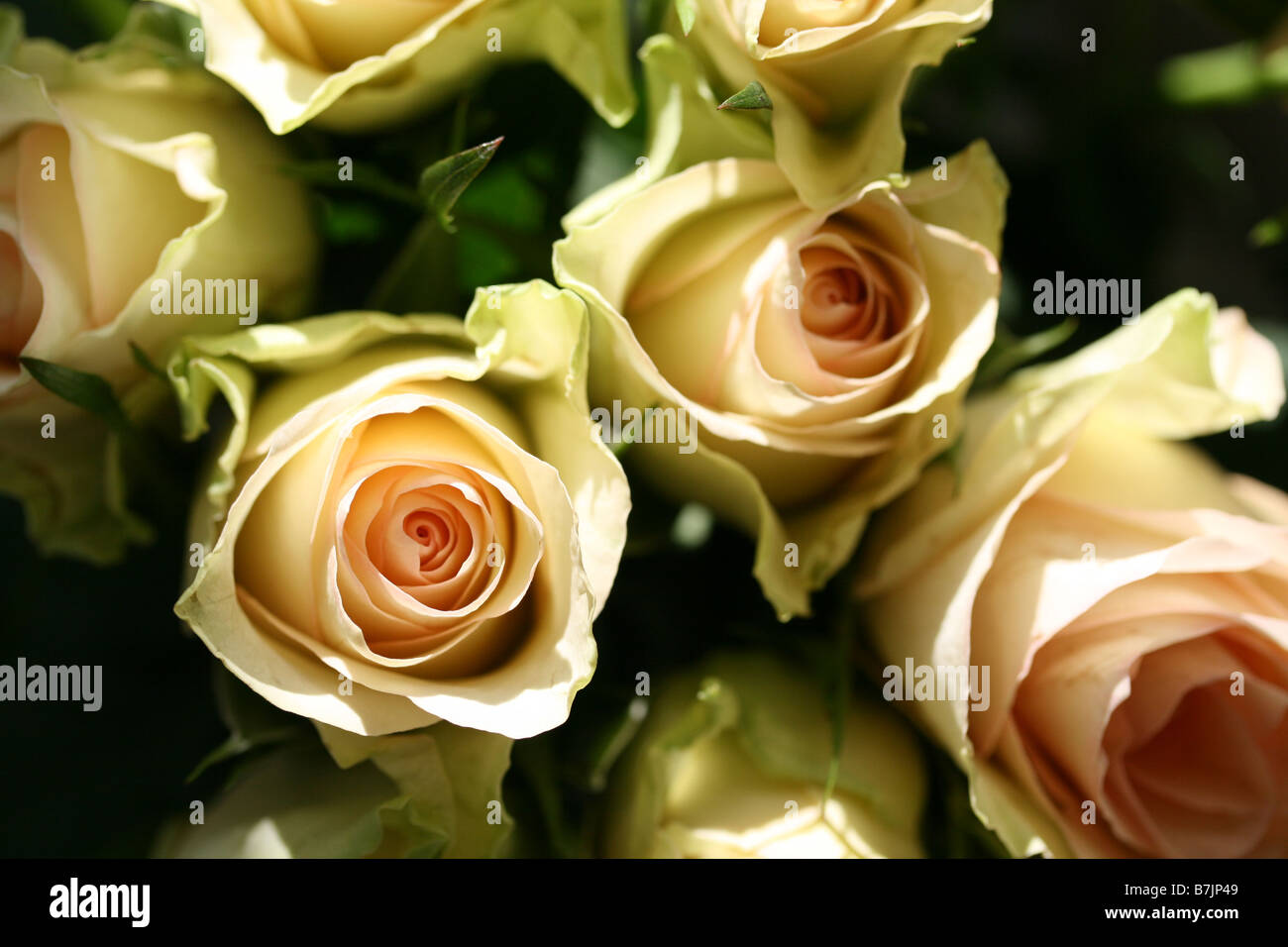 Wedding flowers bouquet cream roses hi-res stock photography and images ...