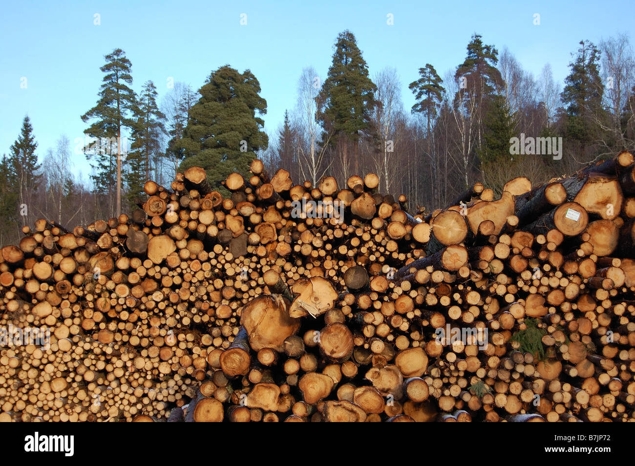 Timber piles hi-res stock photography and images - Alamy