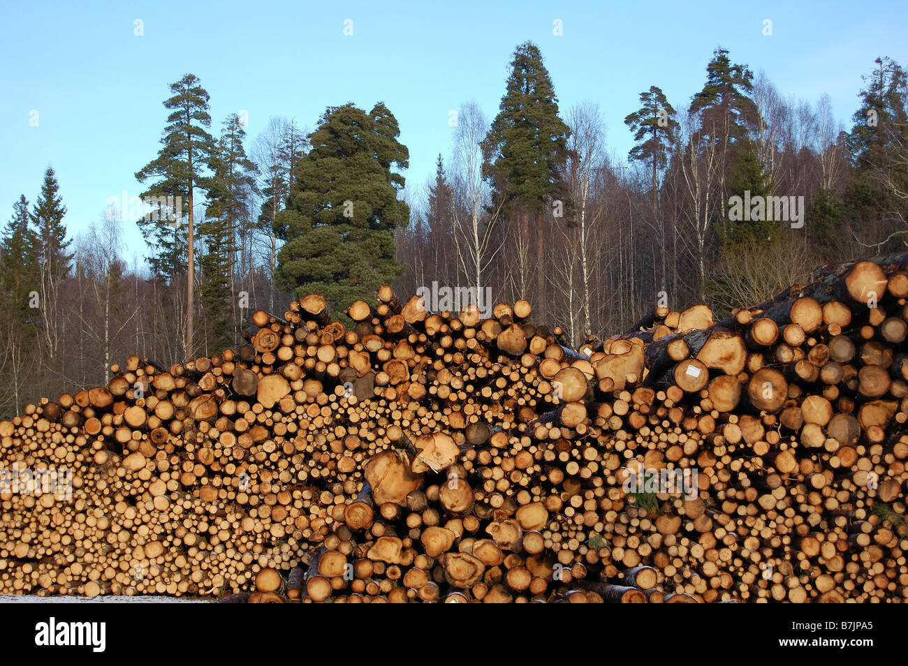 Timber piles hi-res stock photography and images - Alamy