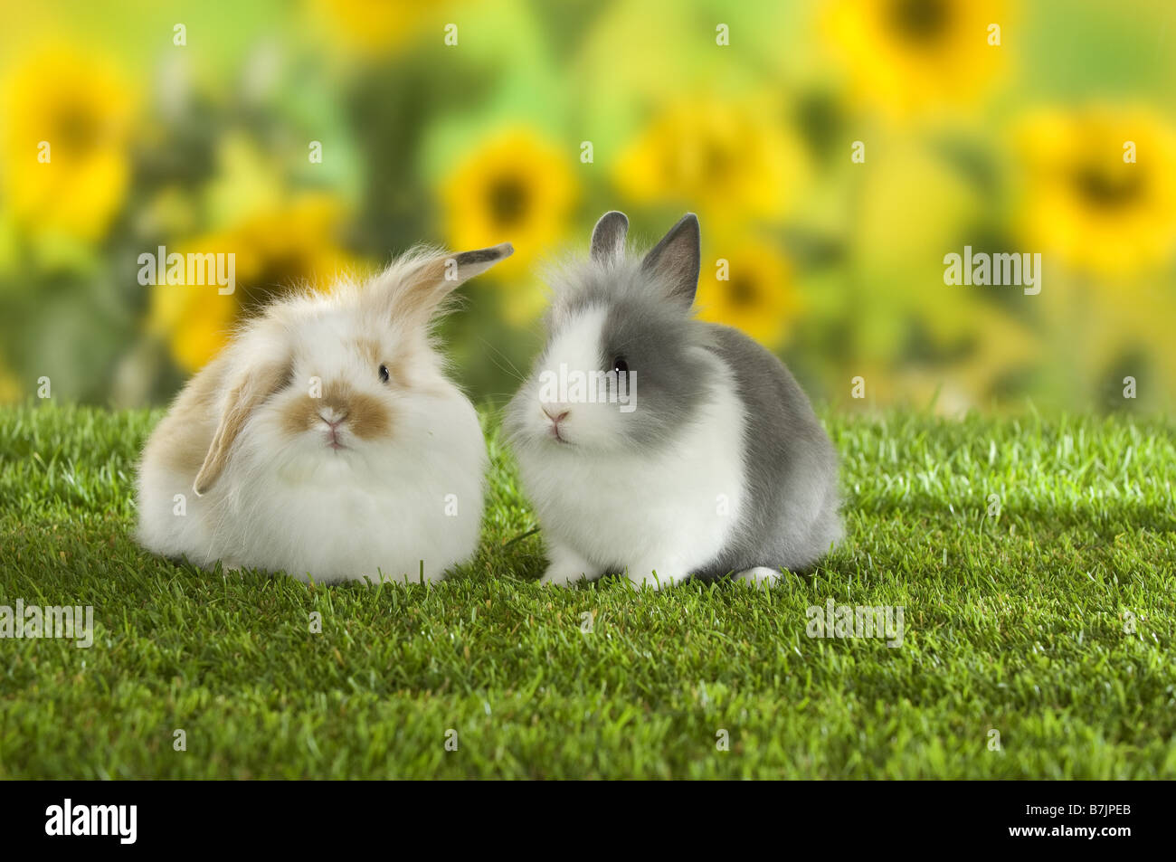 two dwarf rabbits on meadow Stock Photo - Alamy