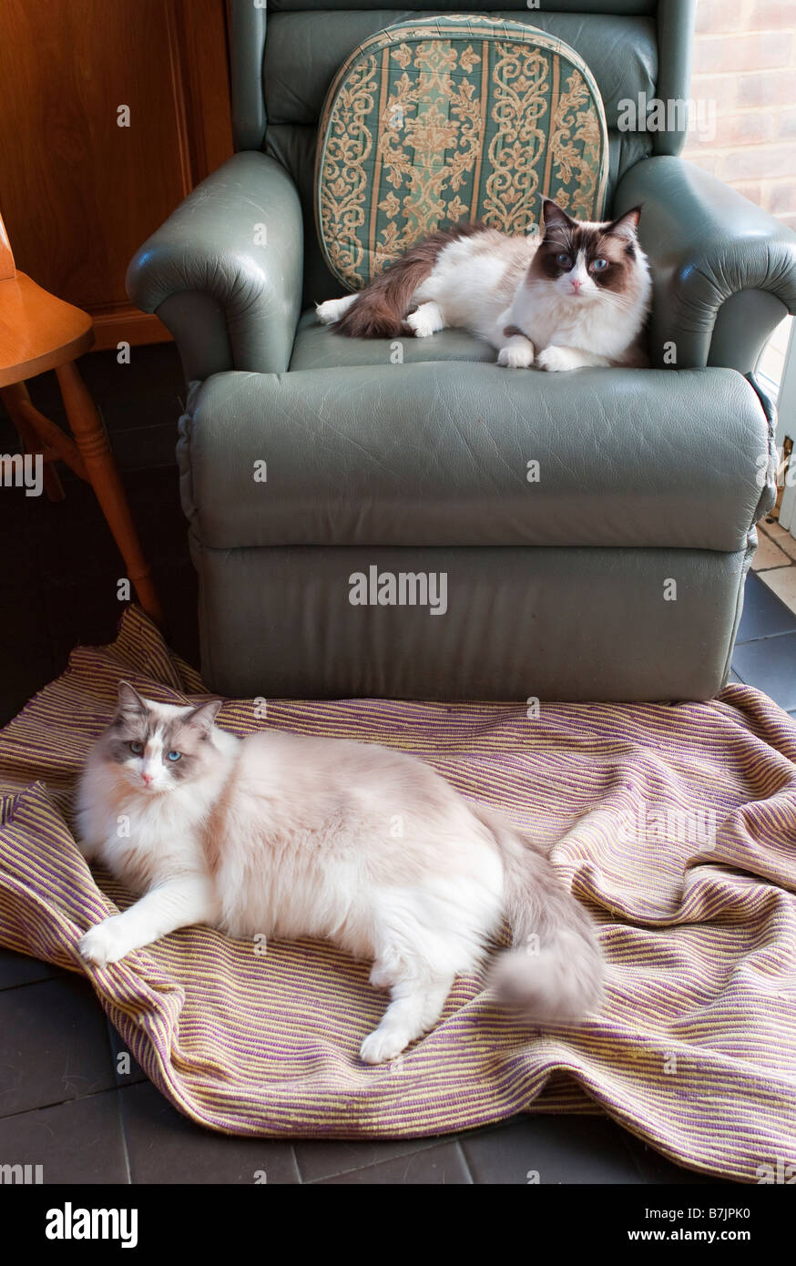 Two cats chair High Resolution Stock Photography and Images - Alamy