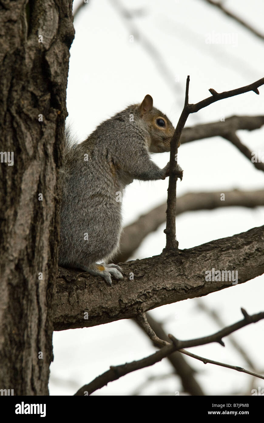 Nyc squirrels hi-res stock photography and images - Alamy
