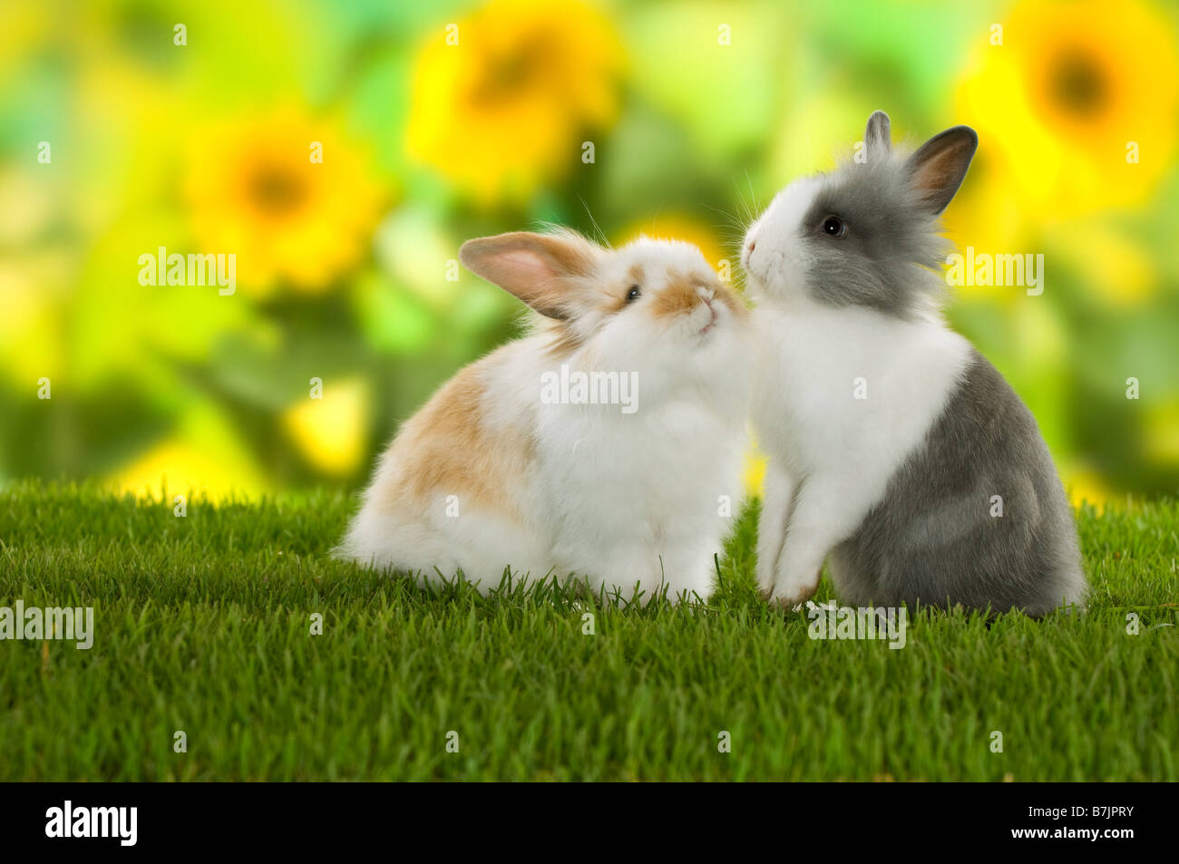 two dwarf rabbits on meadow Stock Photo - Alamy