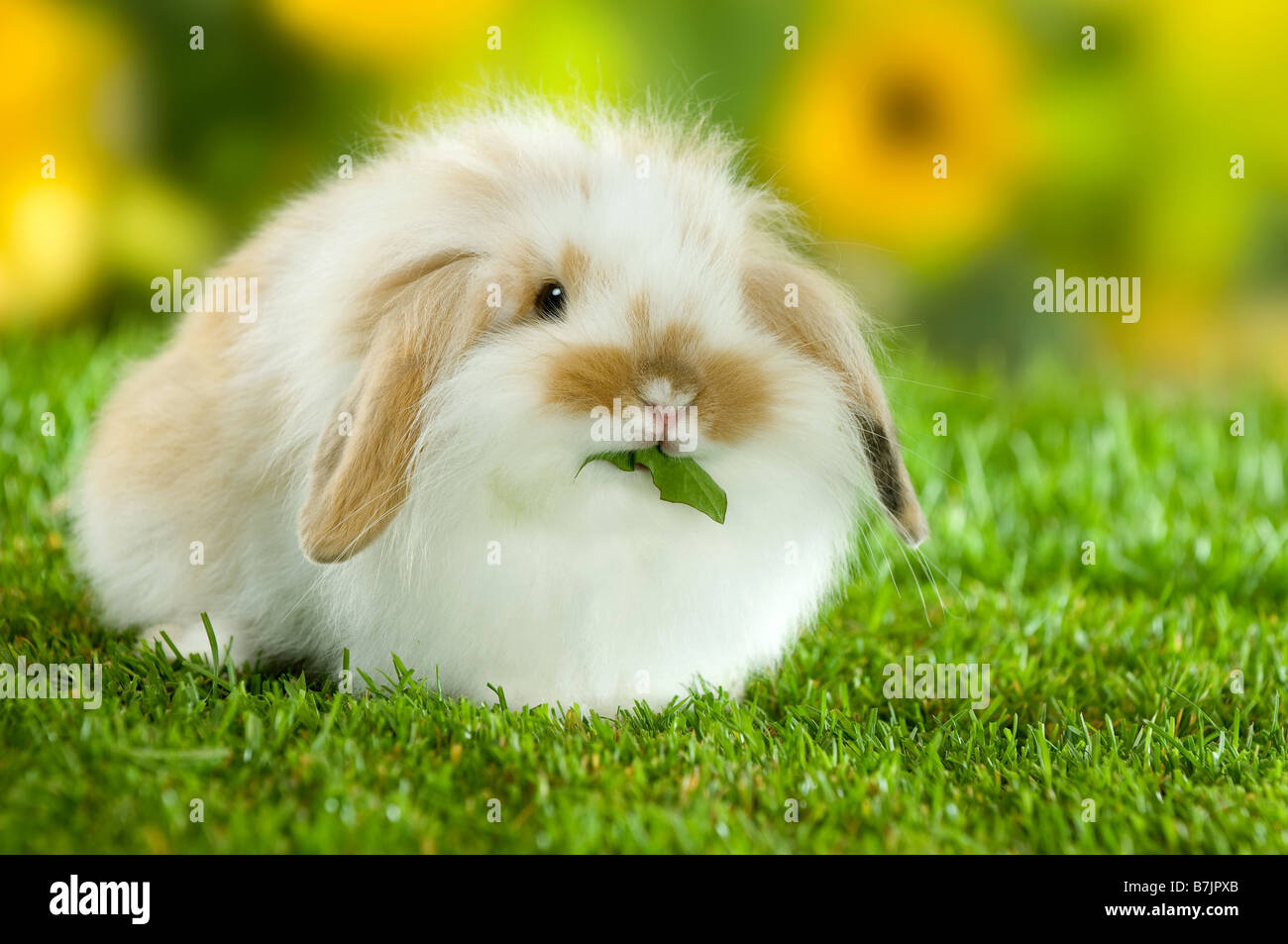dwarf rabbit on meadow - munching Stock Photo - Alamy