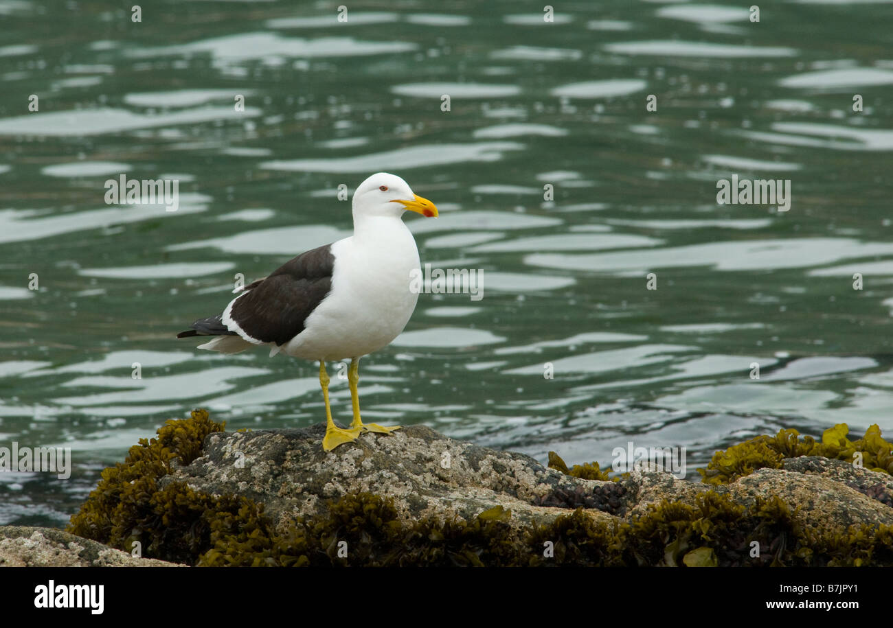 Larus dominicanus, Chile Stock Photo - Alamy