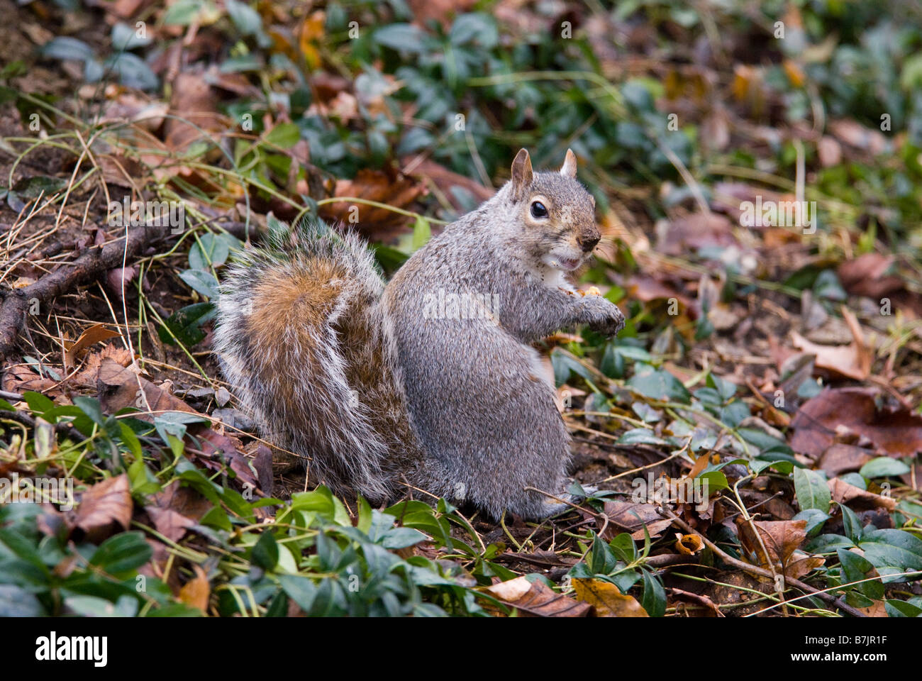 The Eastern Gray Squirrel (Sciurus carolinensis), Central Park New York ...