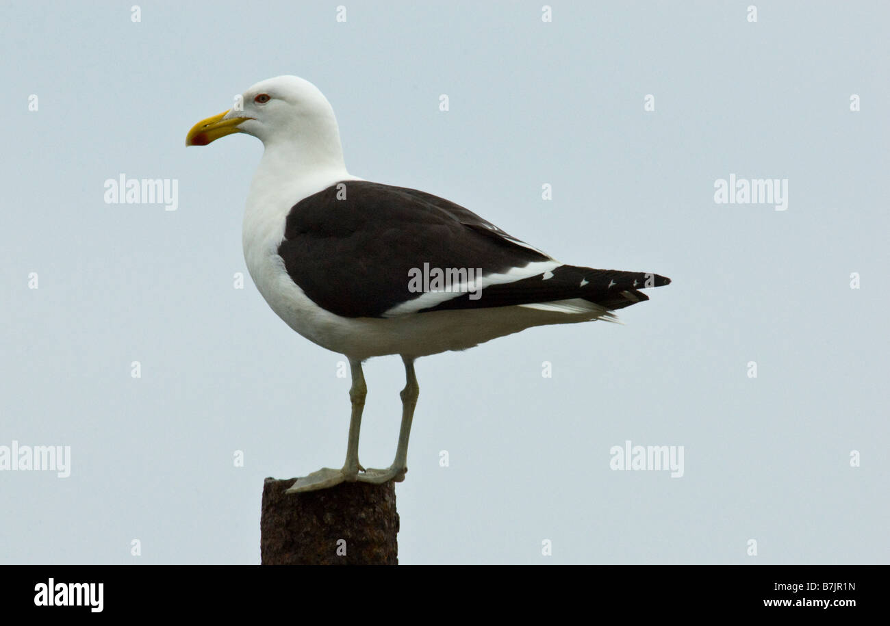 Larus dominicanus, Chile Stock Photo - Alamy