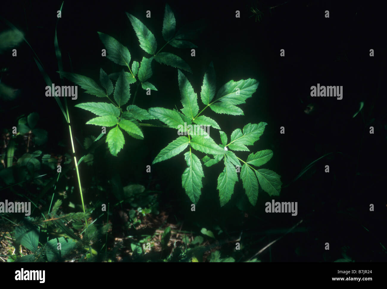 Green bush in forest hi-res stock photography and images - Alamy