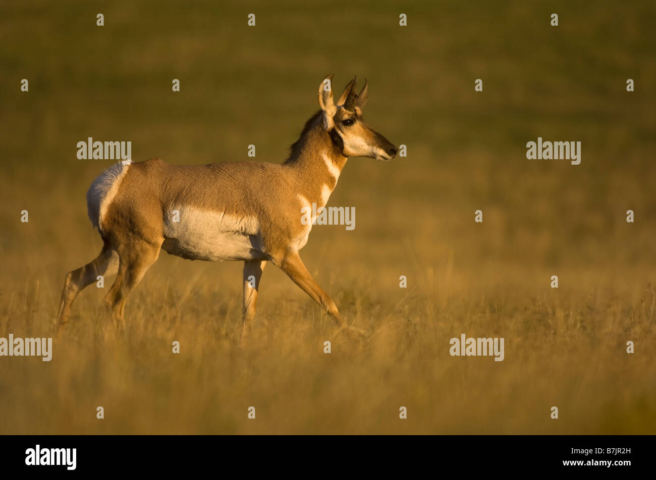 A pronghorn antelope in the late afternoon sun of Fall on the high ...
