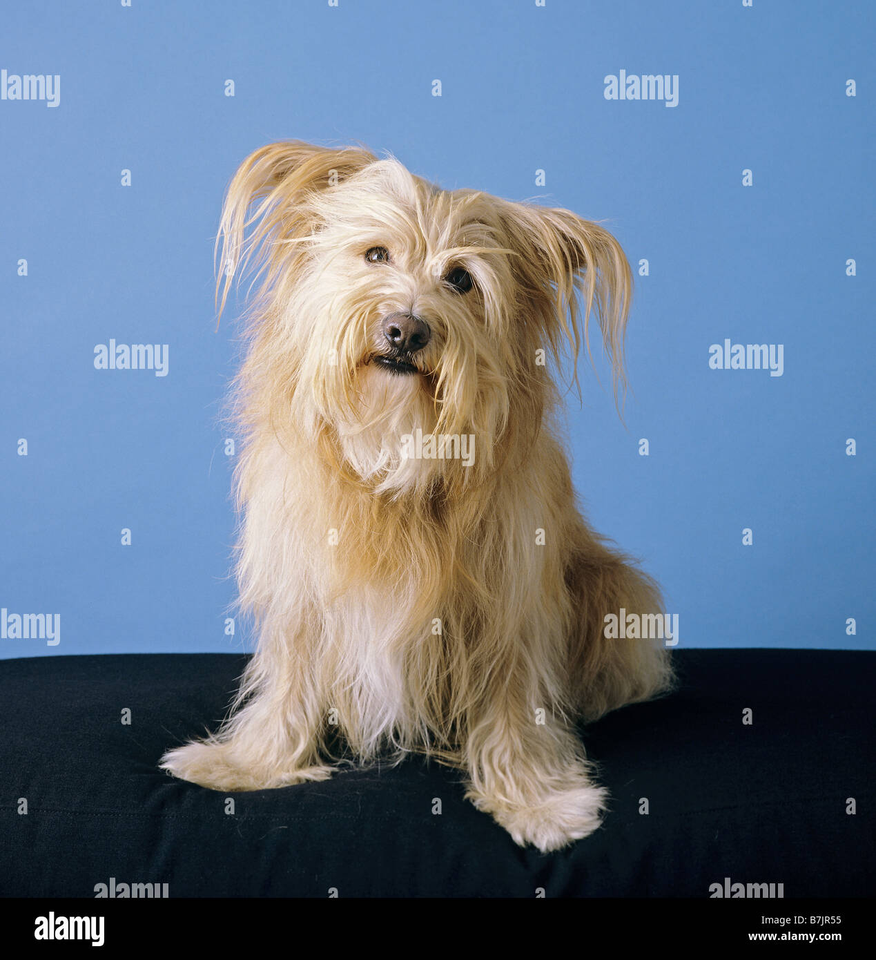 half breed dog - sitting cut out Stock Photo - Alamy