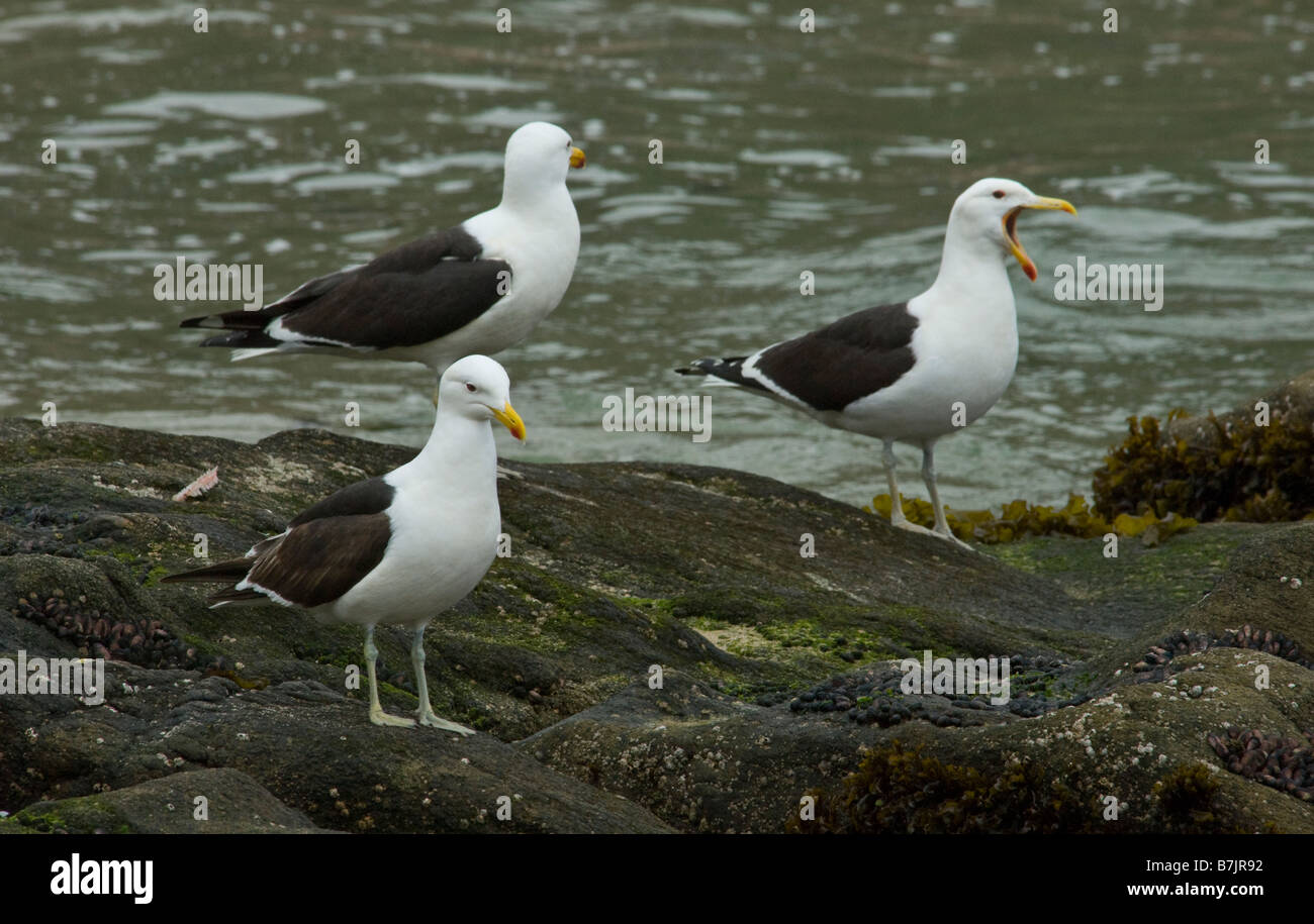 Larus dominicanus, Chile Stock Photo - Alamy