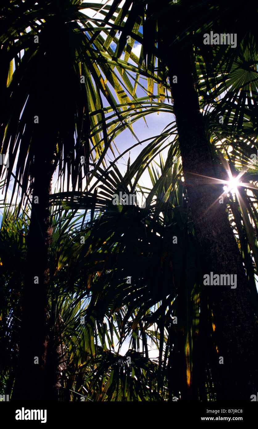 Sunlight through palm trees, Devon, England Stock Photo - Alamy