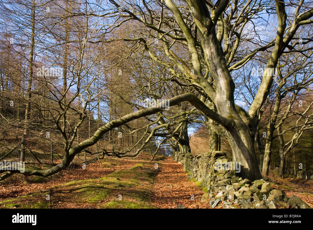 Beech street hi-res stock photography and images - Alamy