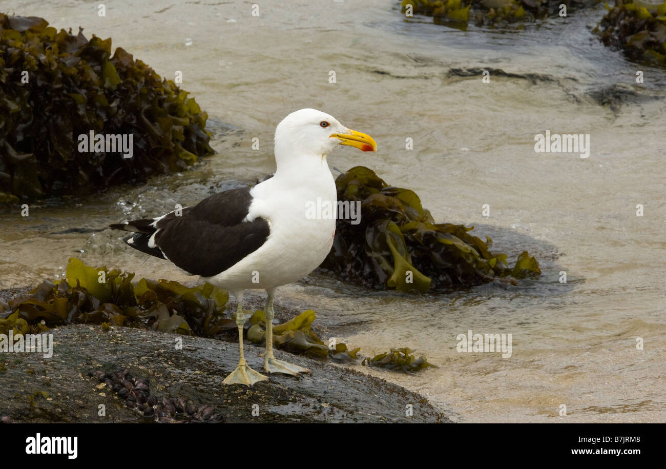 Larus dominicanus, Chile Stock Photo - Alamy