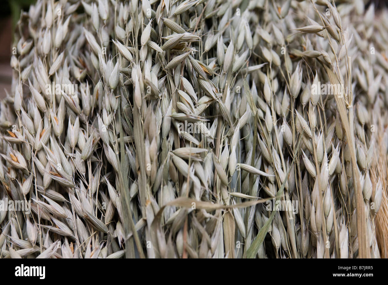 Oat plants avena sativa hi-res stock photography and images - Alamy