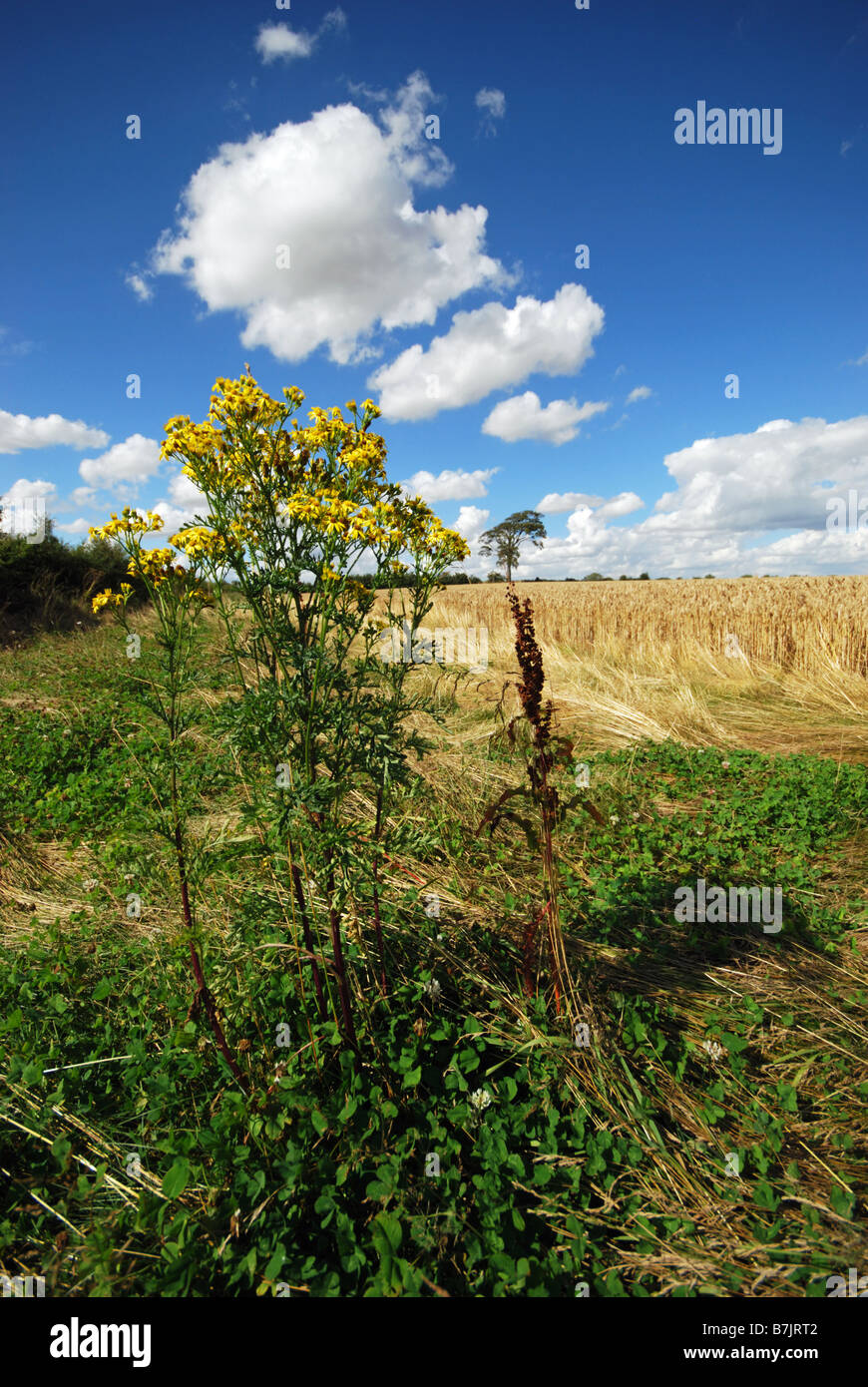 British groundsel hi-res stock photography and images - Alamy