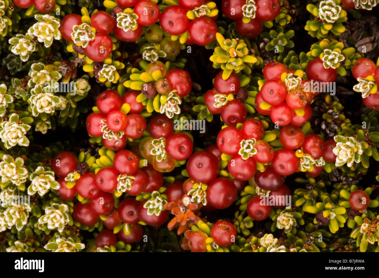 Diddle Dee berry (Empetrum rubrum) of the Falkland Islands, edible ...