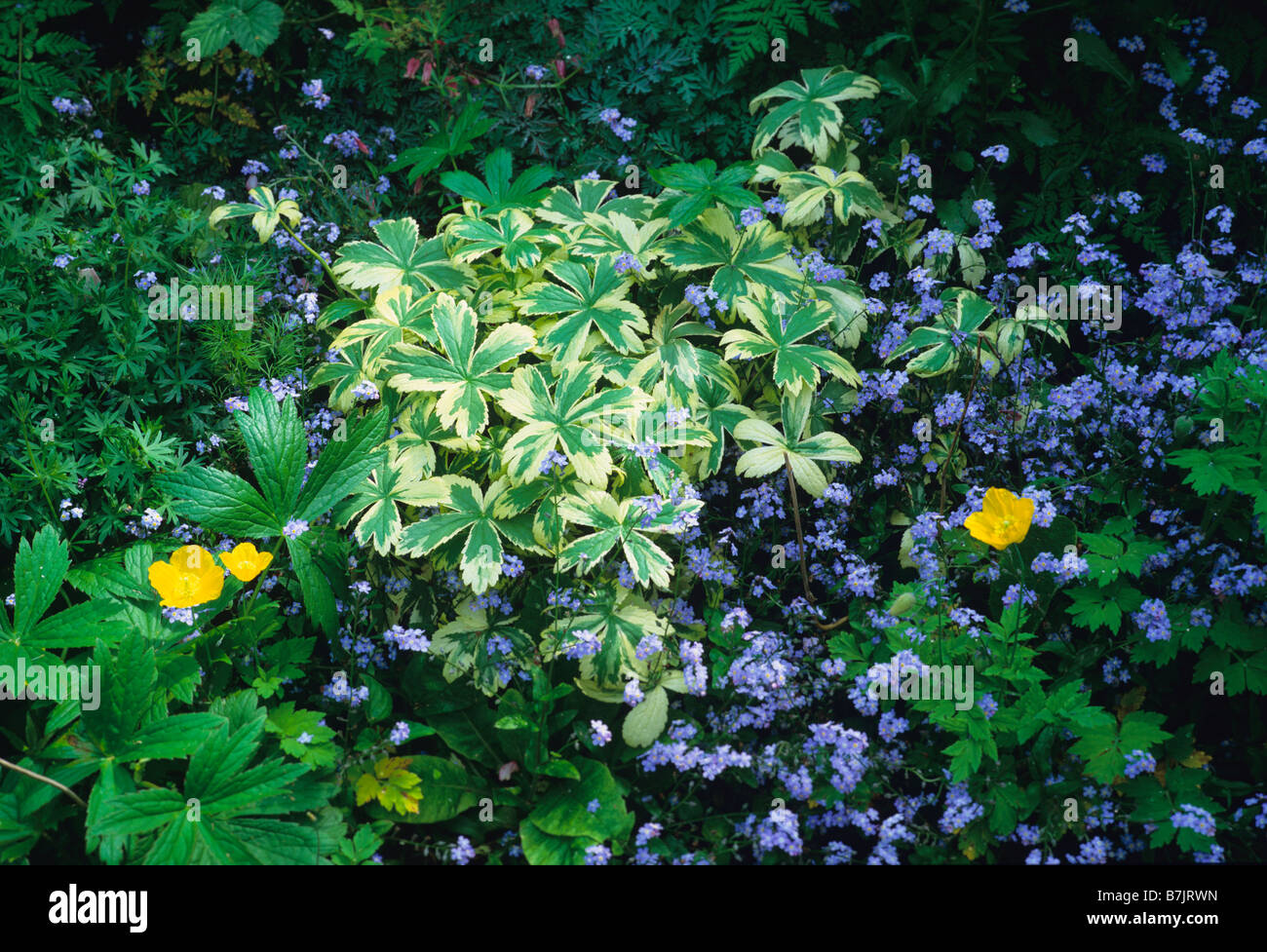 Astrantia sunningdale variegated forget me nots yellow hi-res stock ...