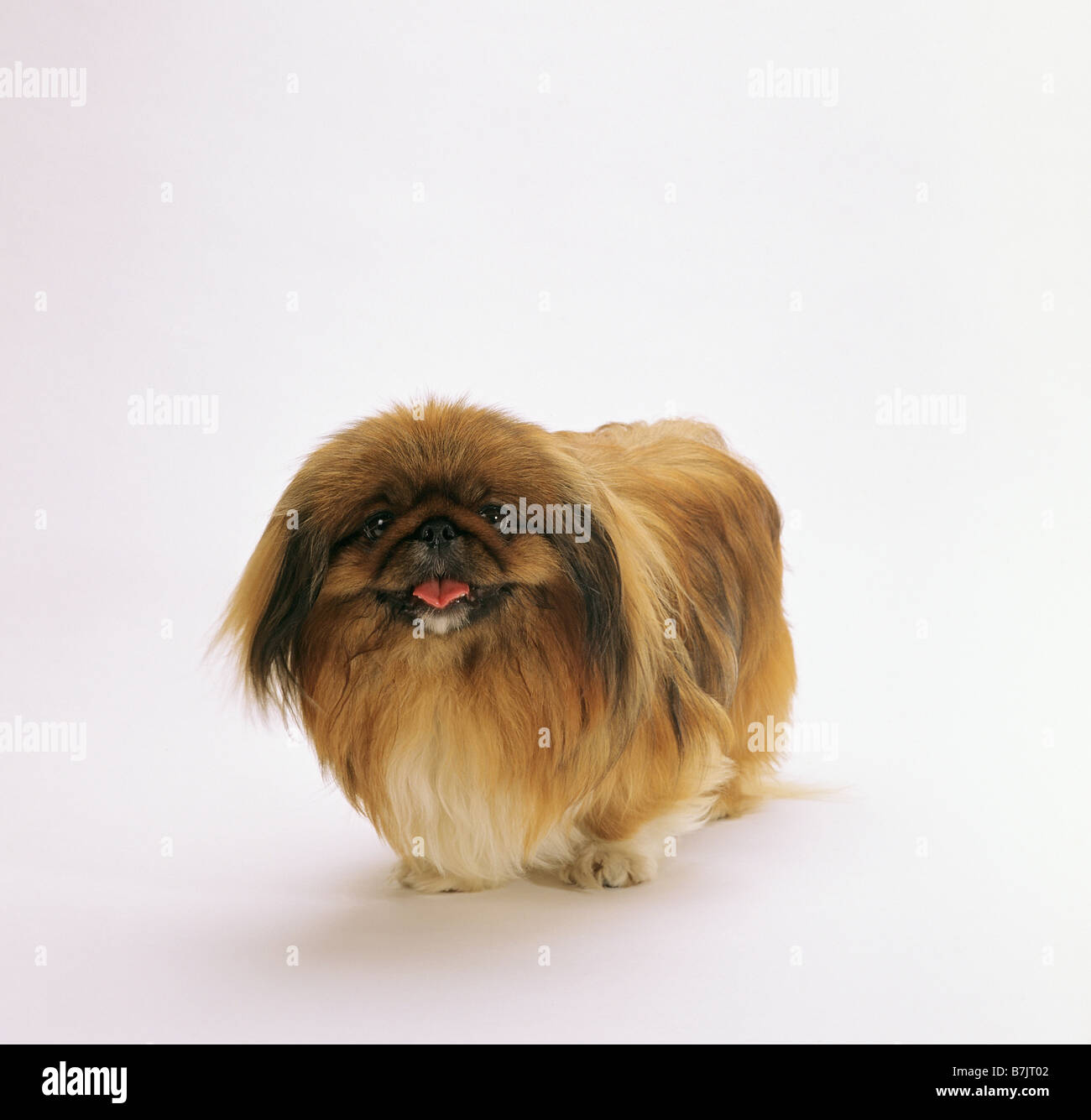 Pekingese dog - standing cut out Stock Photo - Alamy