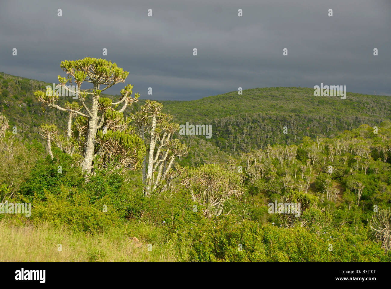Ciskei landscape hi-res stock photography and images - Alamy