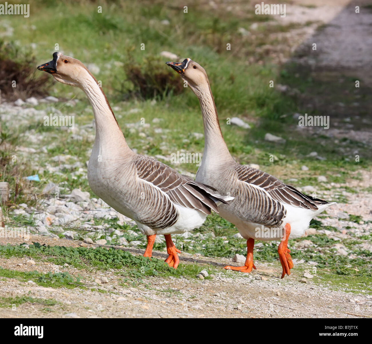 Two geese walking one in front of the other Stock Photo - Alamy