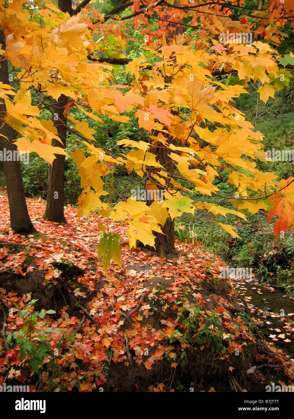Bright and colourful maple leaves in an autumn forest scene in Toronto ...