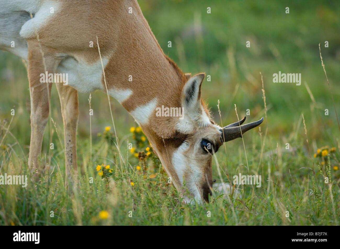 Pronghorn antelope grazing on good summer grasses of the high plains ...