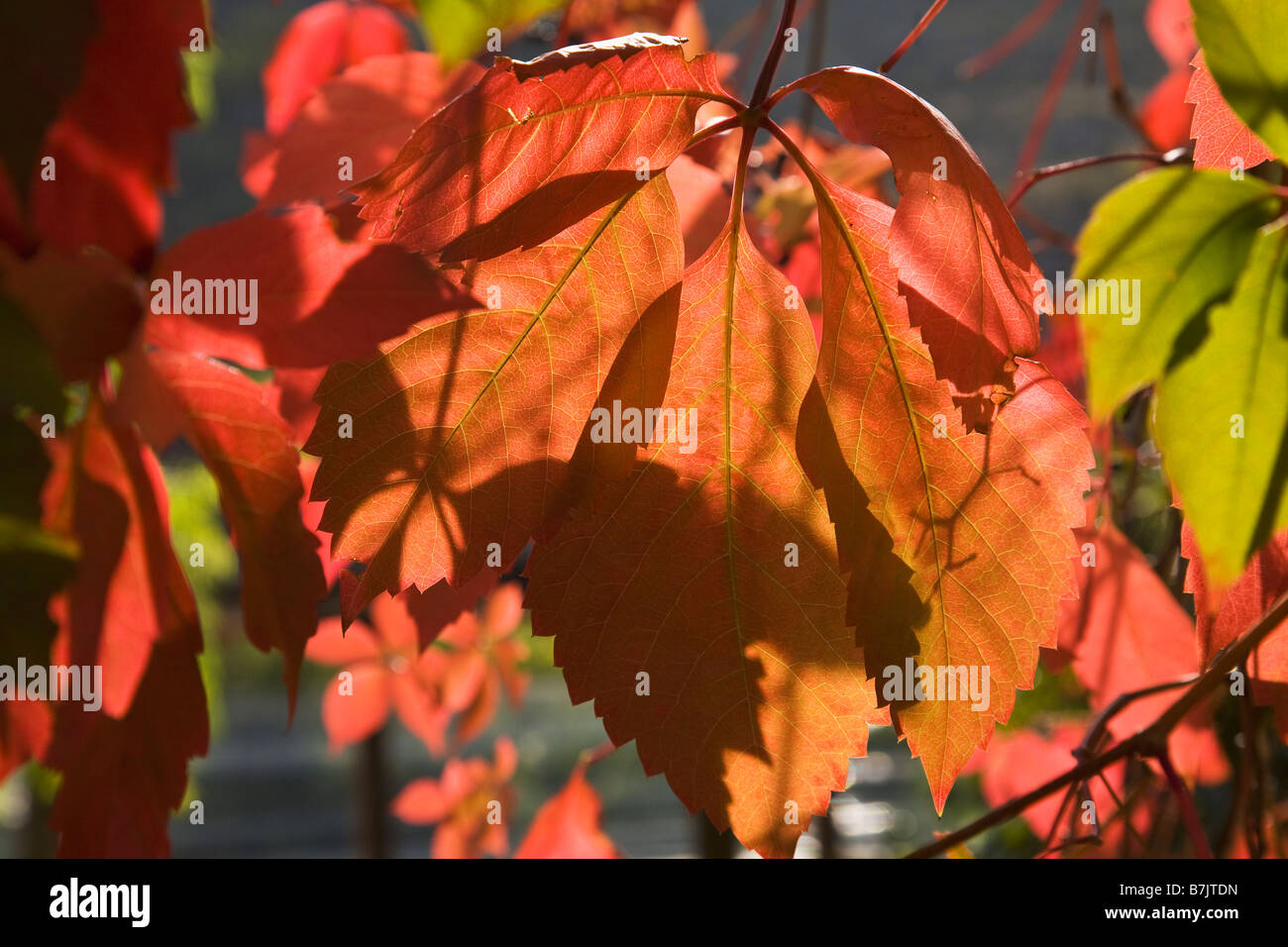 Autumn leaves fall colors colours Stock Photo - Alamy