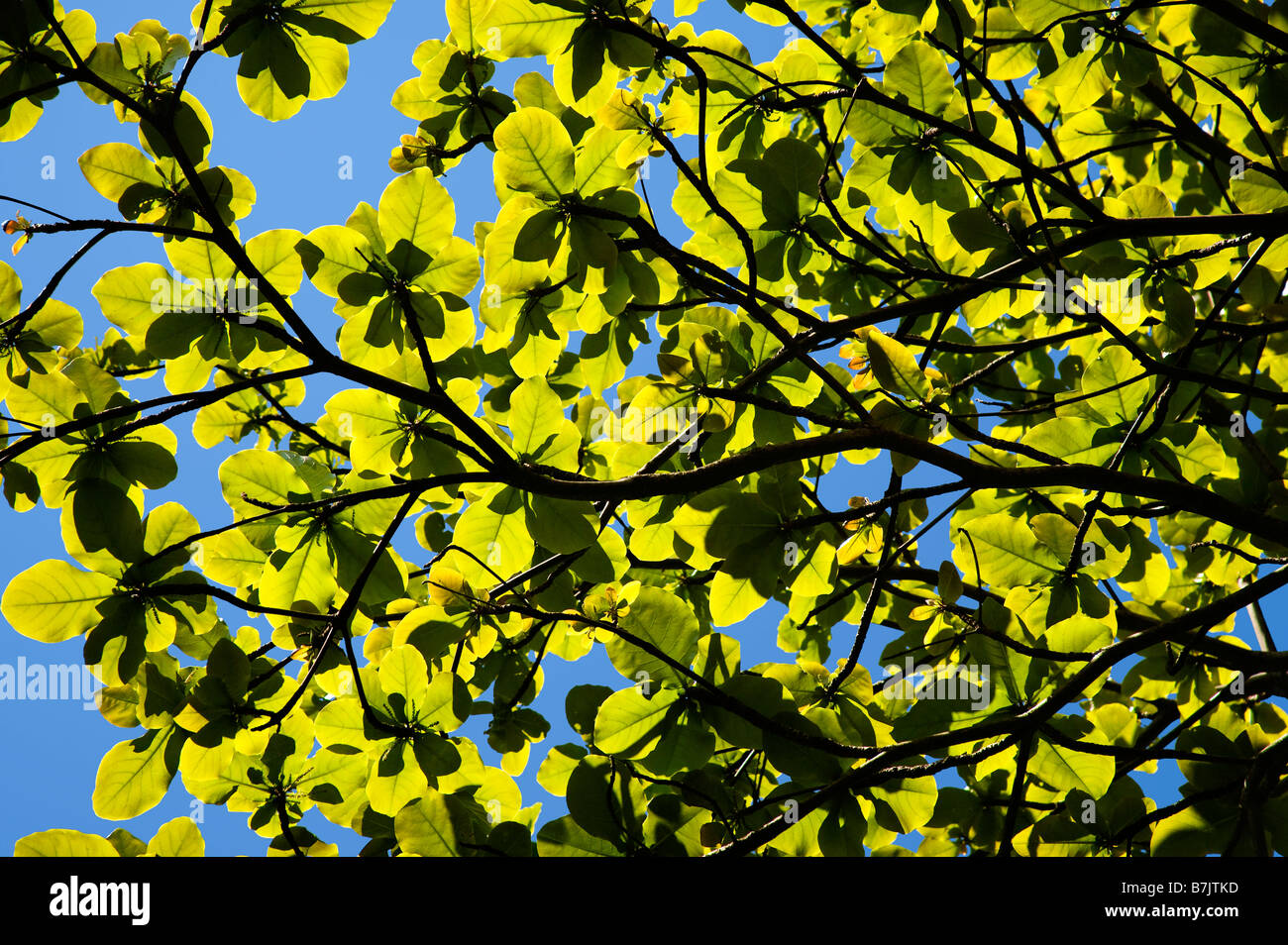 Sun through leaves Stock Photo - Alamy