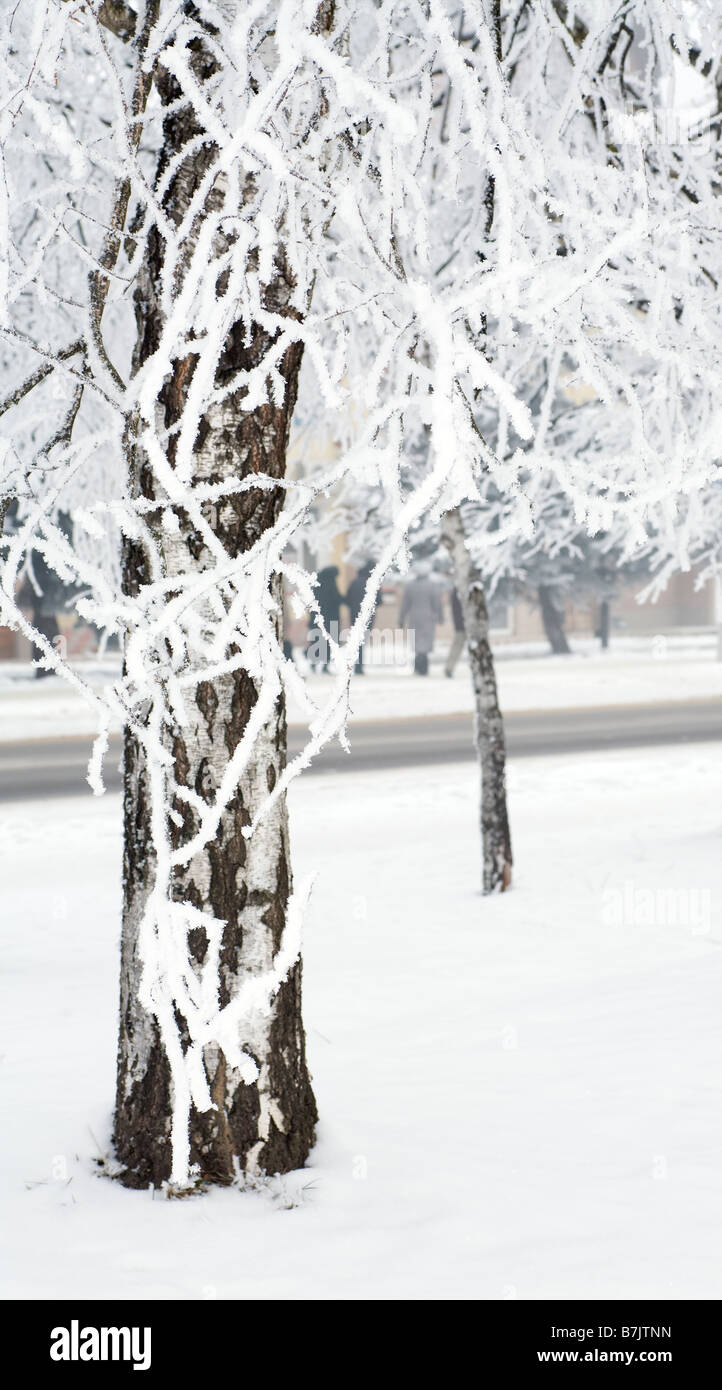 winter snow and rime covered trees in city street (frosty day Stock ...