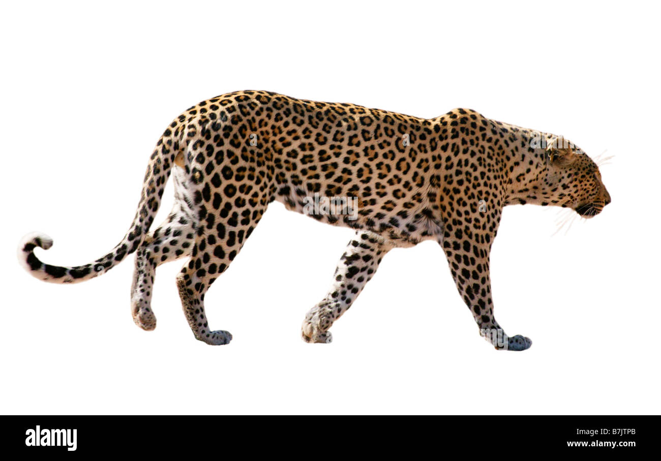Leopard side profile cut out hi-res stock photography and images - Alamy