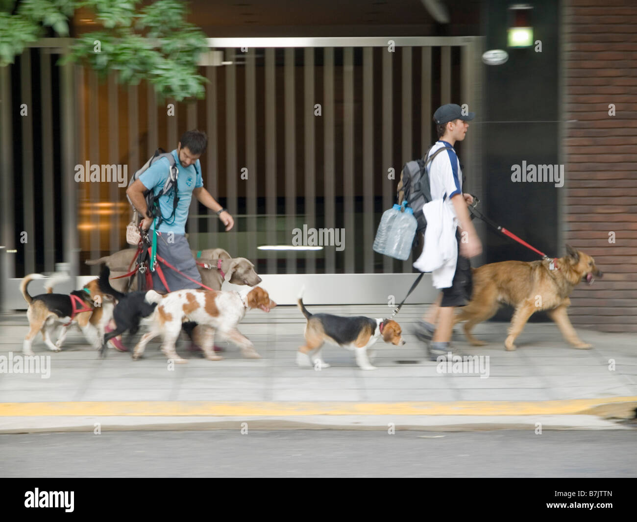 Buenos Aires Argentina Professional dog walkers at work Stock Photo - Alamy